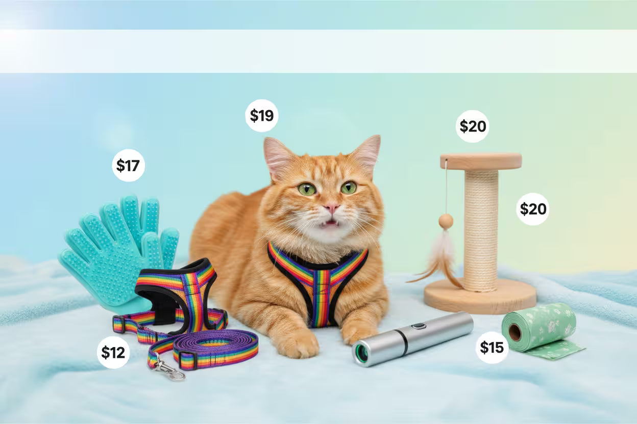 Affordable Cat Accessories Under $20 | Budget Cat Supplies 2025